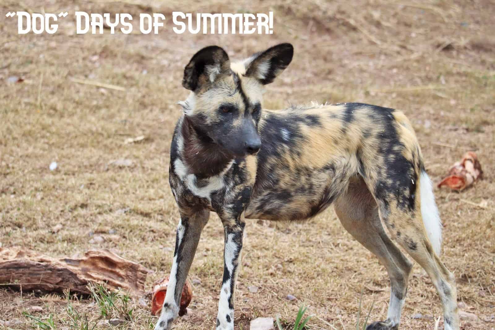 Adopt an Animal - Phoenix Zoo