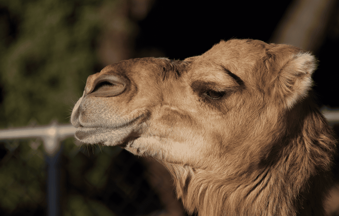 Camels Face