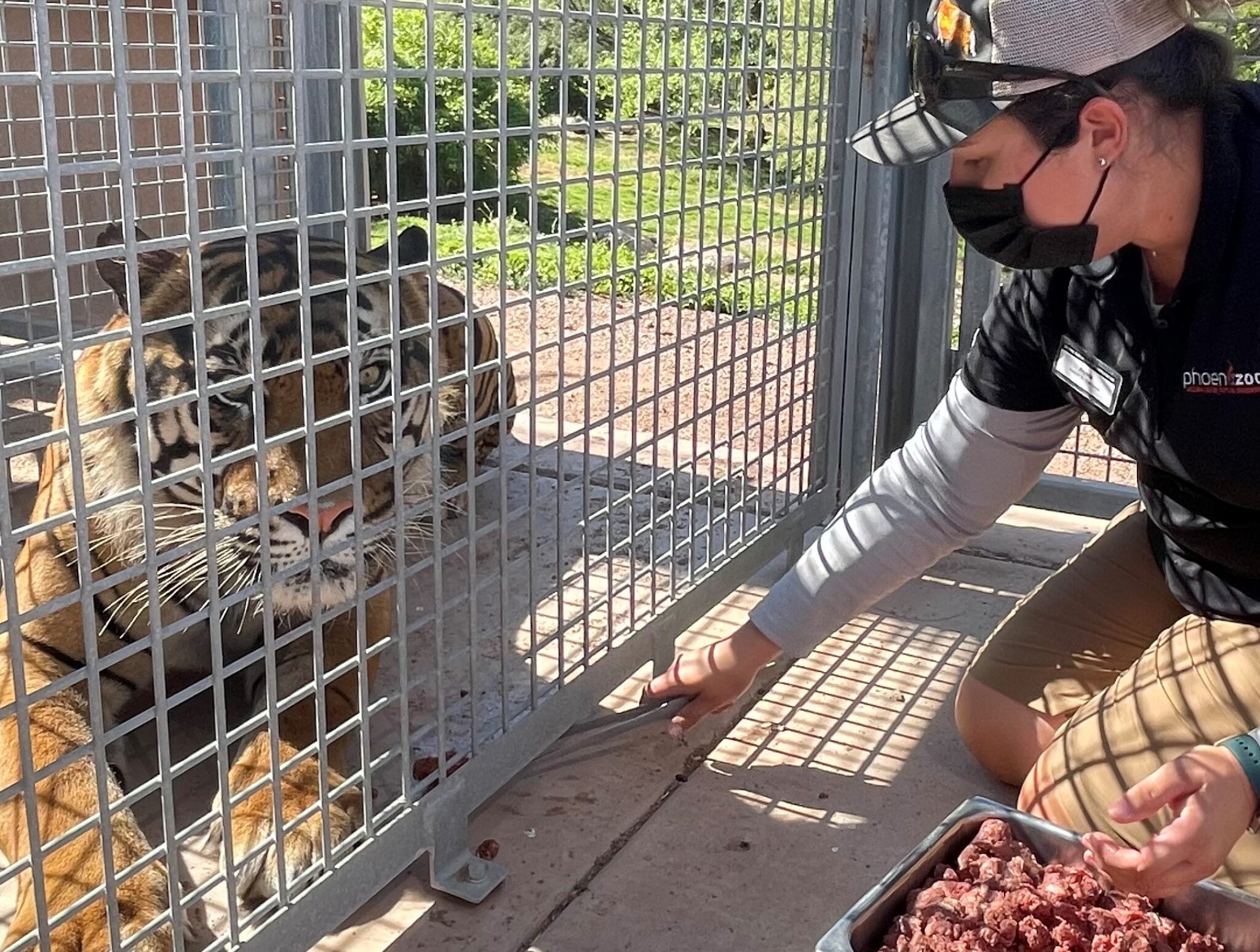 Phoenix Zoo Welcomes Two Ringtail Kits! - Phoenix Zoo