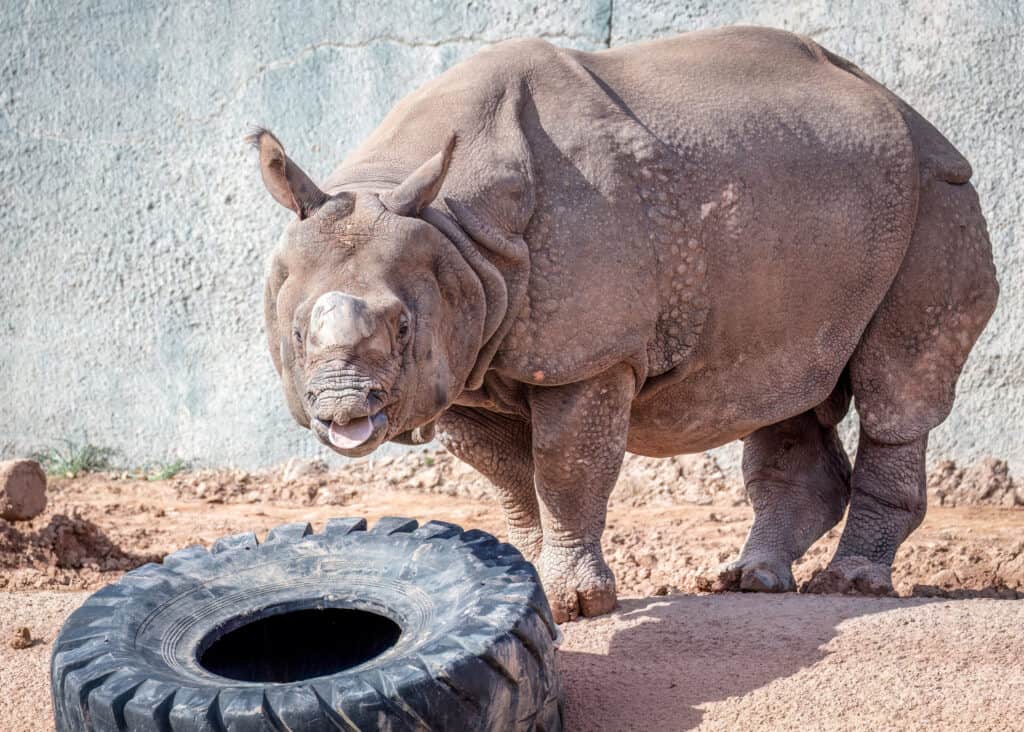 Behind-the-Scenes & Guided Zoo Tours | Phoenix Zoo