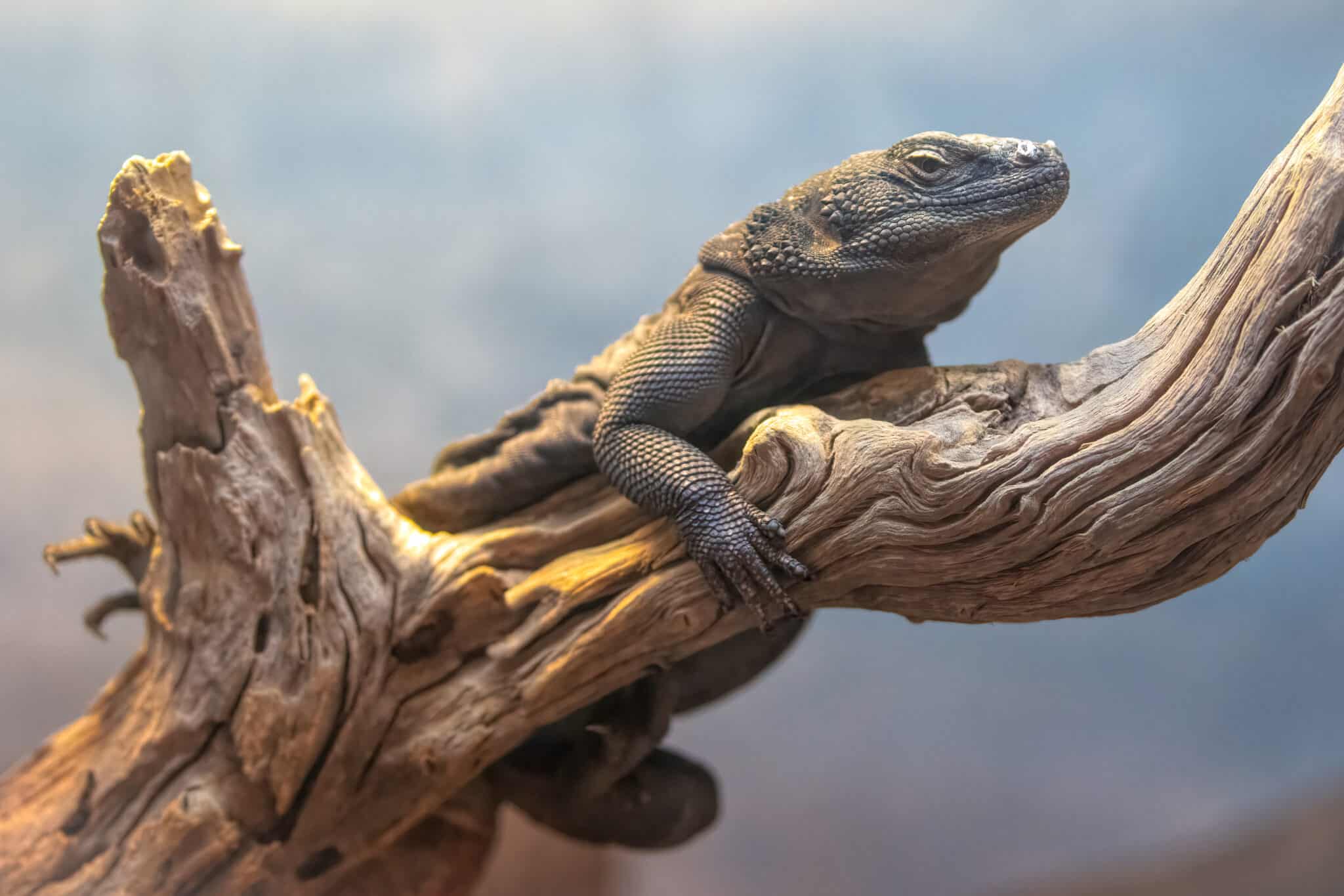 Behind-the-Scenes & Guided Zoo Tours | Phoenix Zoo