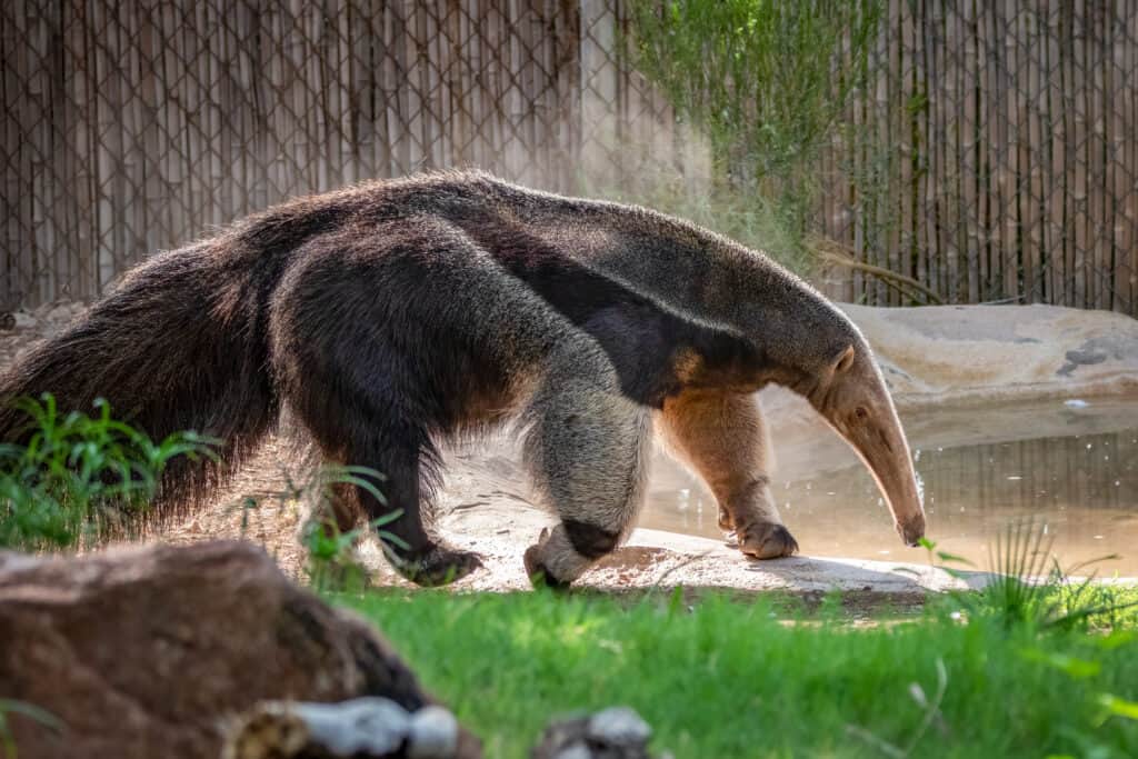 Behind-the-Scenes & Guided Zoo Tours | Phoenix Zoo