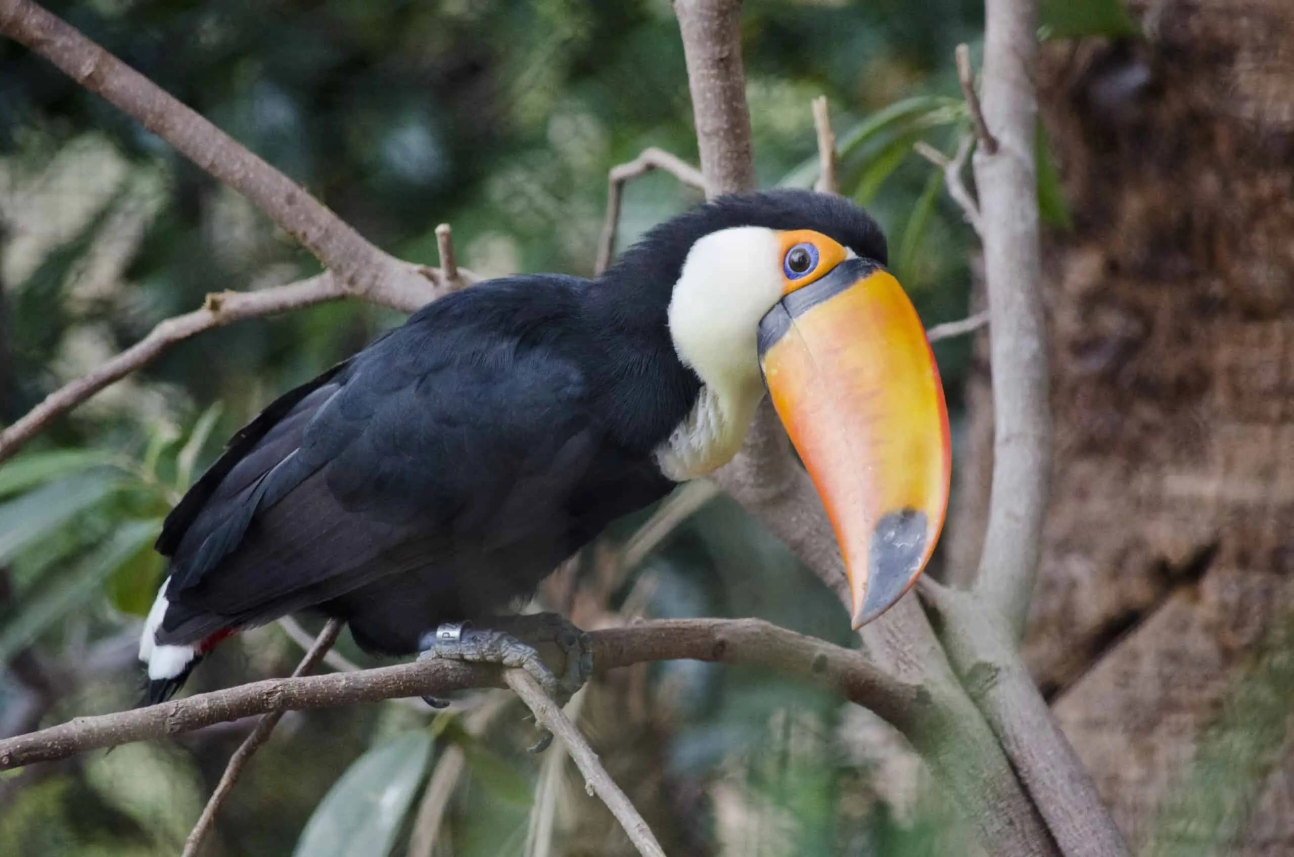 Toco Toucan - Phoenix Zoo
