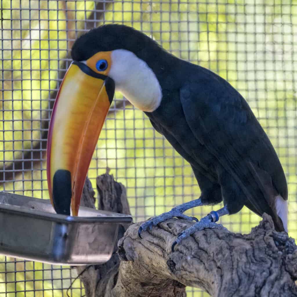 Toco Toucan - Phoenix Zoo