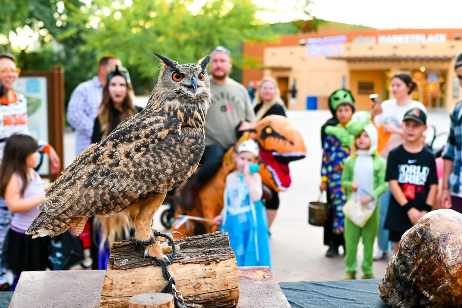 Daily Activities at The Phoenix Zoo in Arizona | Phoenix Zoo