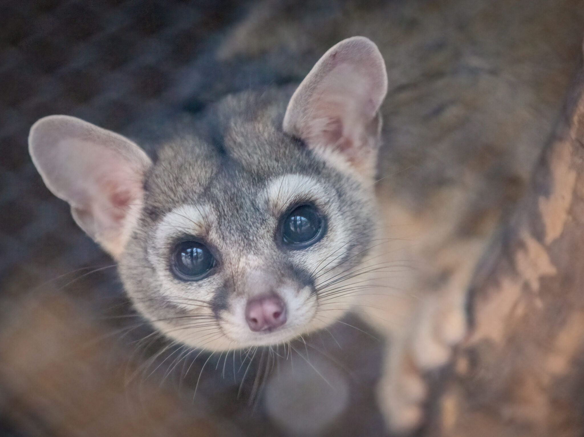 Phoenix Zoo Welcomes Two Ringtail Kits! - Phoenix Zoo