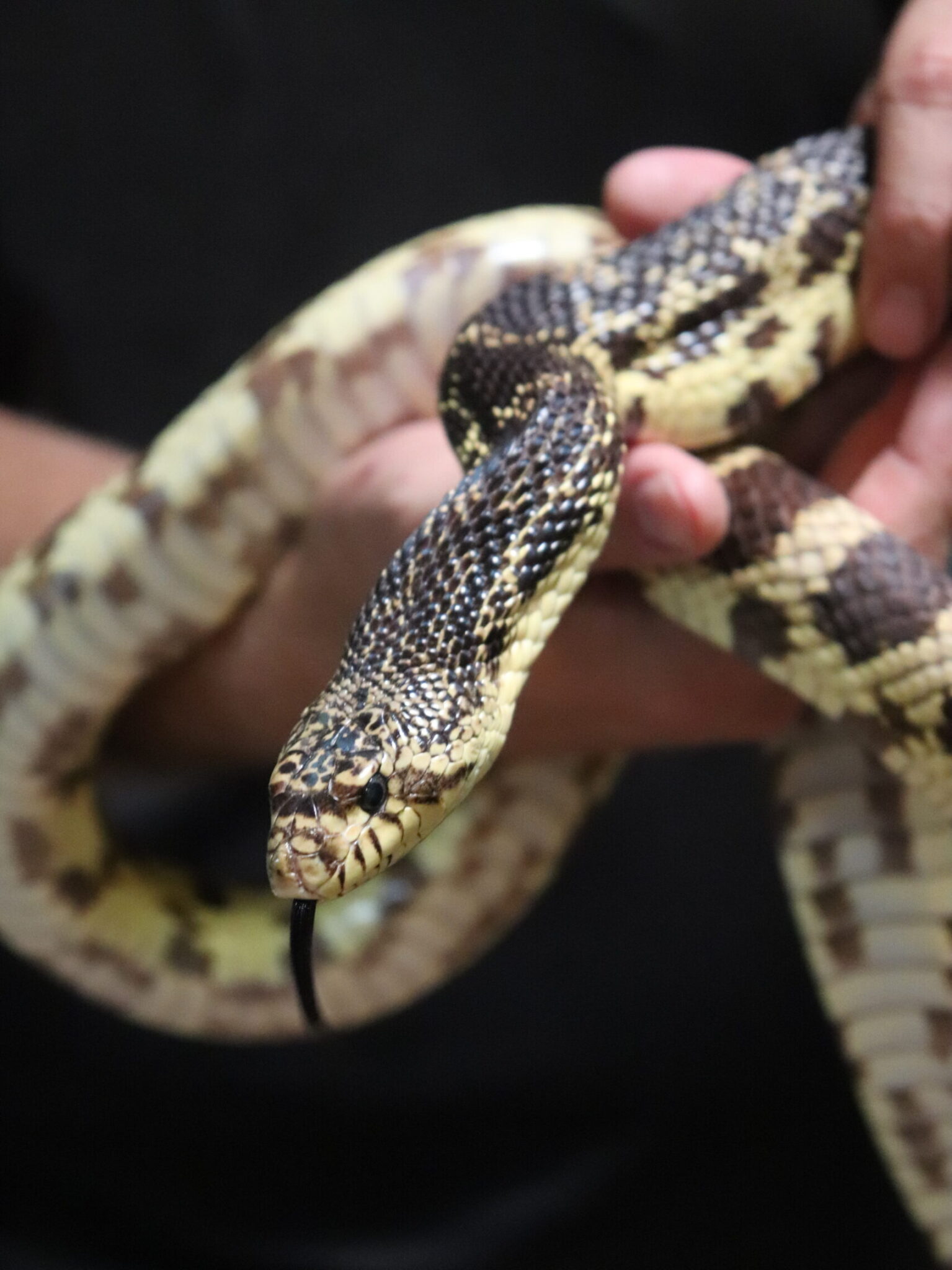 Phoenix Zoo Welcomes Six Louisiana Pine Snake Hatchlings - Phoenix Zoo