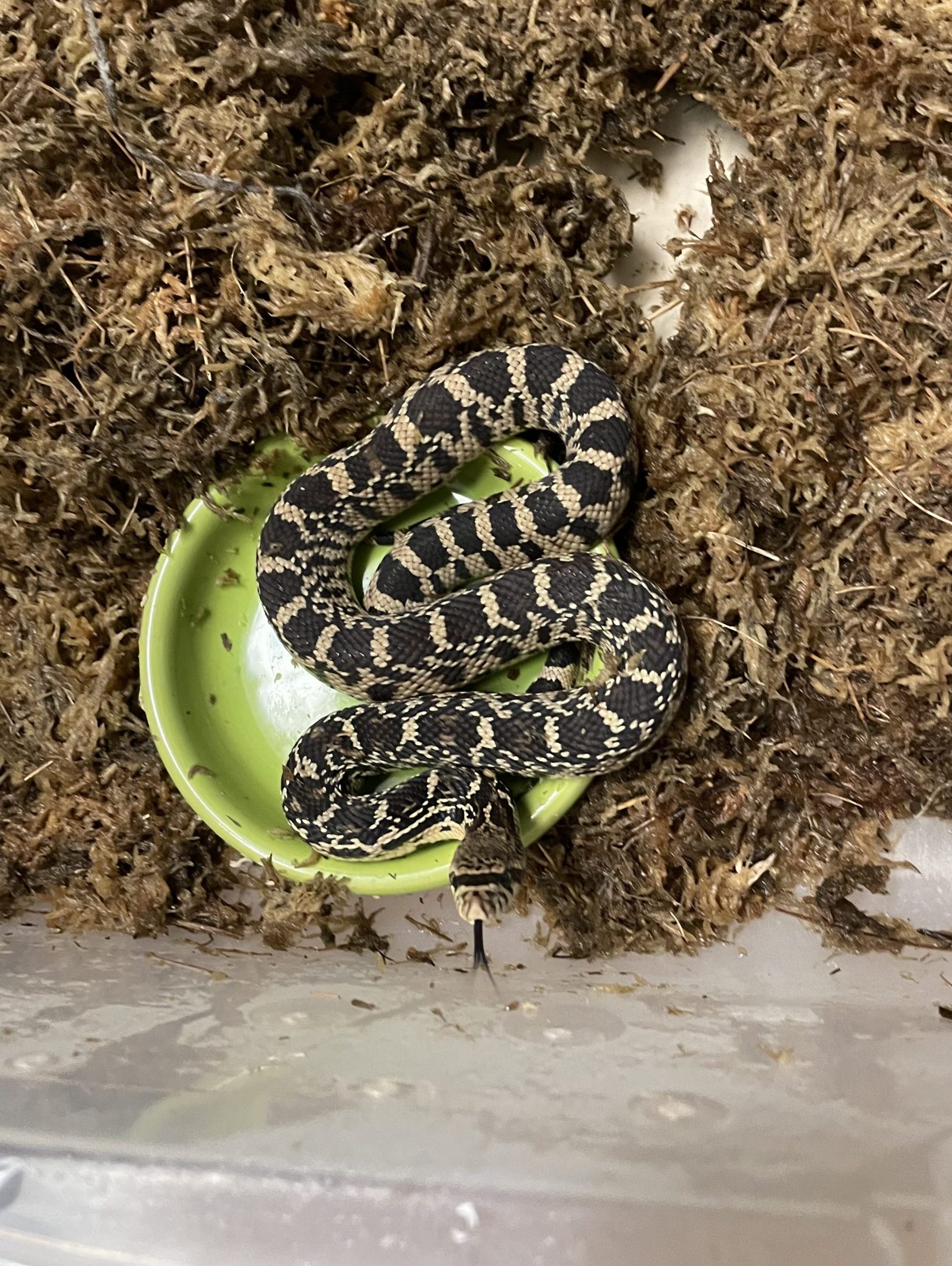 Phoenix Zoo Welcomes Six Louisiana Pine Snake Hatchlings - Phoenix Zoo
