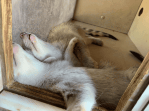 Phoenix Zoo Welcomes Two Ringtail Kits! - Phoenix Zoo