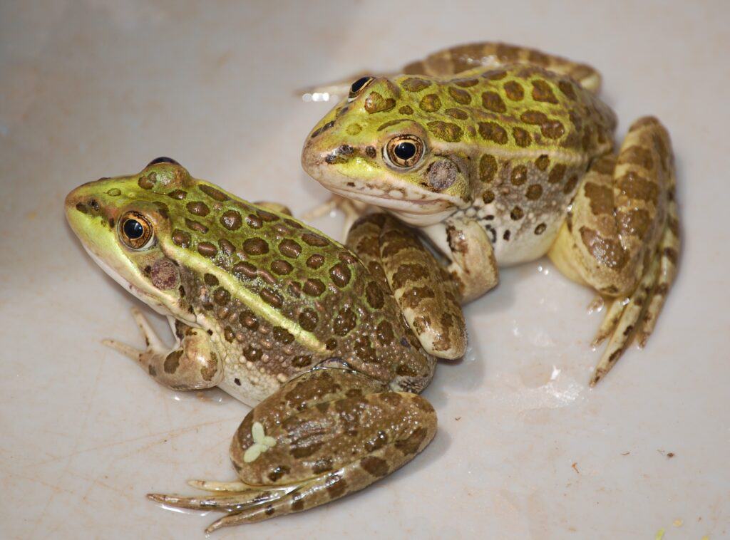 Curriculum for the Classroom: Creative Zoo Projects | Phoenix Zoo