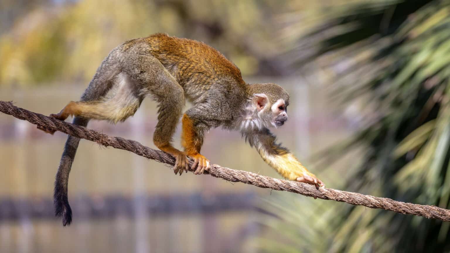 Field Trips: In Person & Virtual | Phoenix Zoo