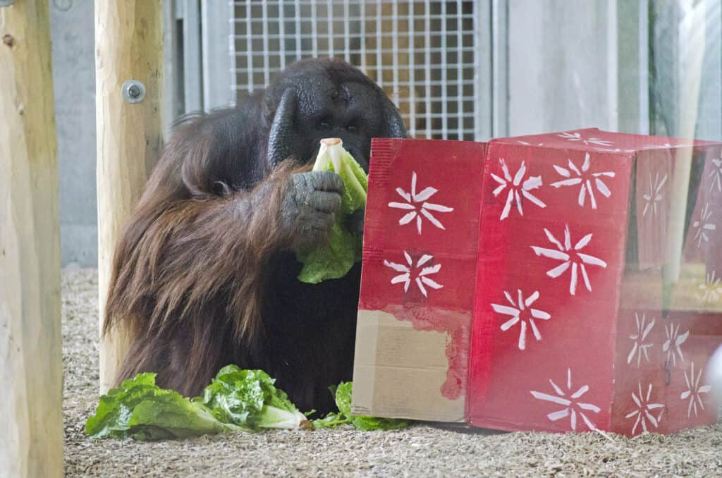 Curriculum for the Classroom: Creative Zoo Projects | Phoenix Zoo