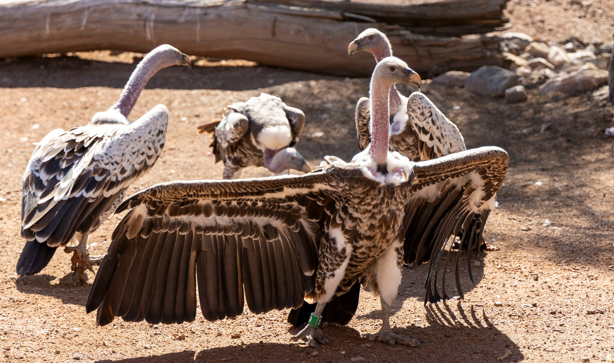 African Predator Passage | Phoenix Zoo