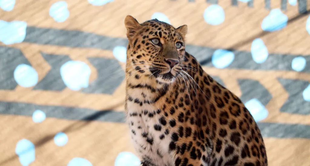 Amur Leopard - Phoenix Zoo