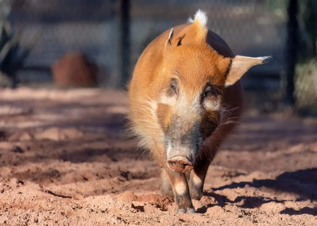 Red river hog - Phoenix Zoo