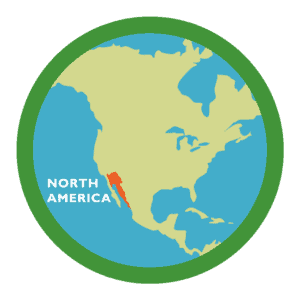 Blue Death Feigning Beetle Phoenix Zoo