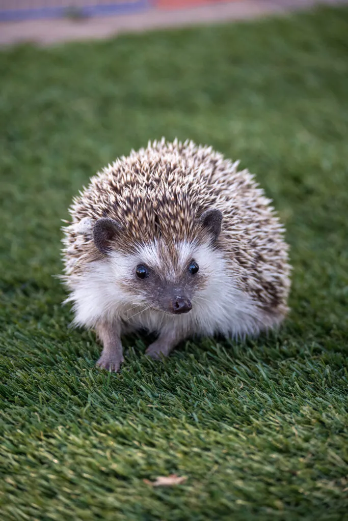 Four-toed Hedgehog - Phoenix Zoo