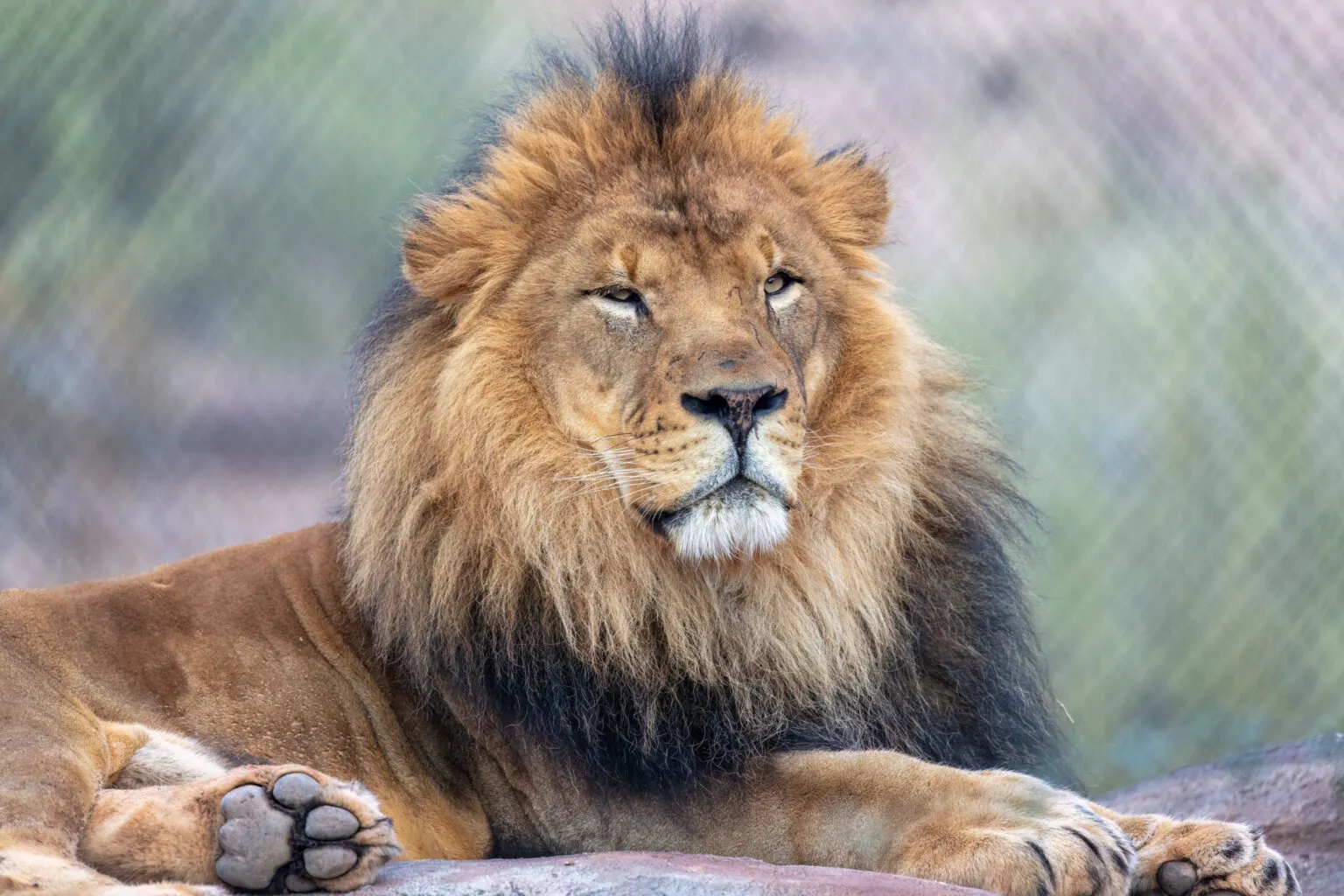 Learn About African Lions | Phoenix Zoo
