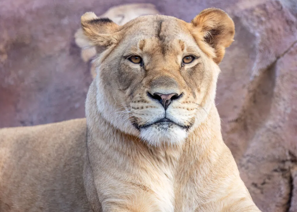 Learn About African Lions | Phoenix Zoo