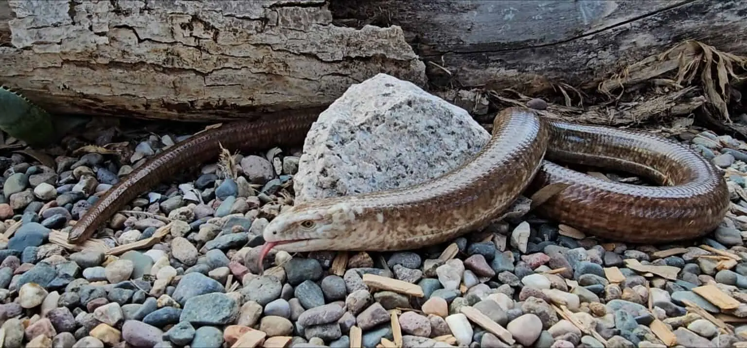 European Legless Lizard - Phoenix Zoo