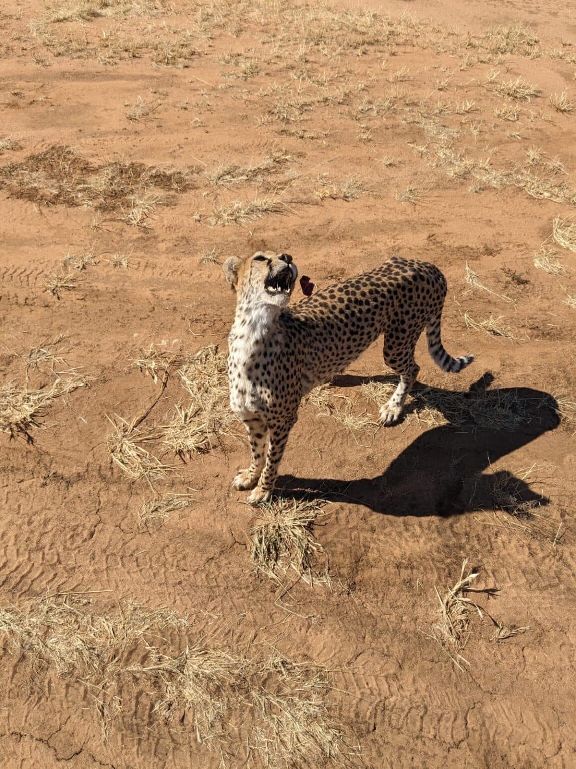 Cheetah Conservation Fund - Phoenix Zoo