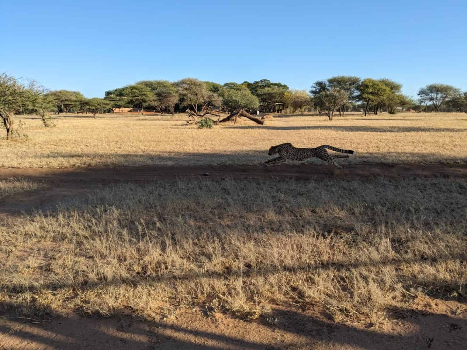 Cheetah Conservation Fund - Phoenix Zoo