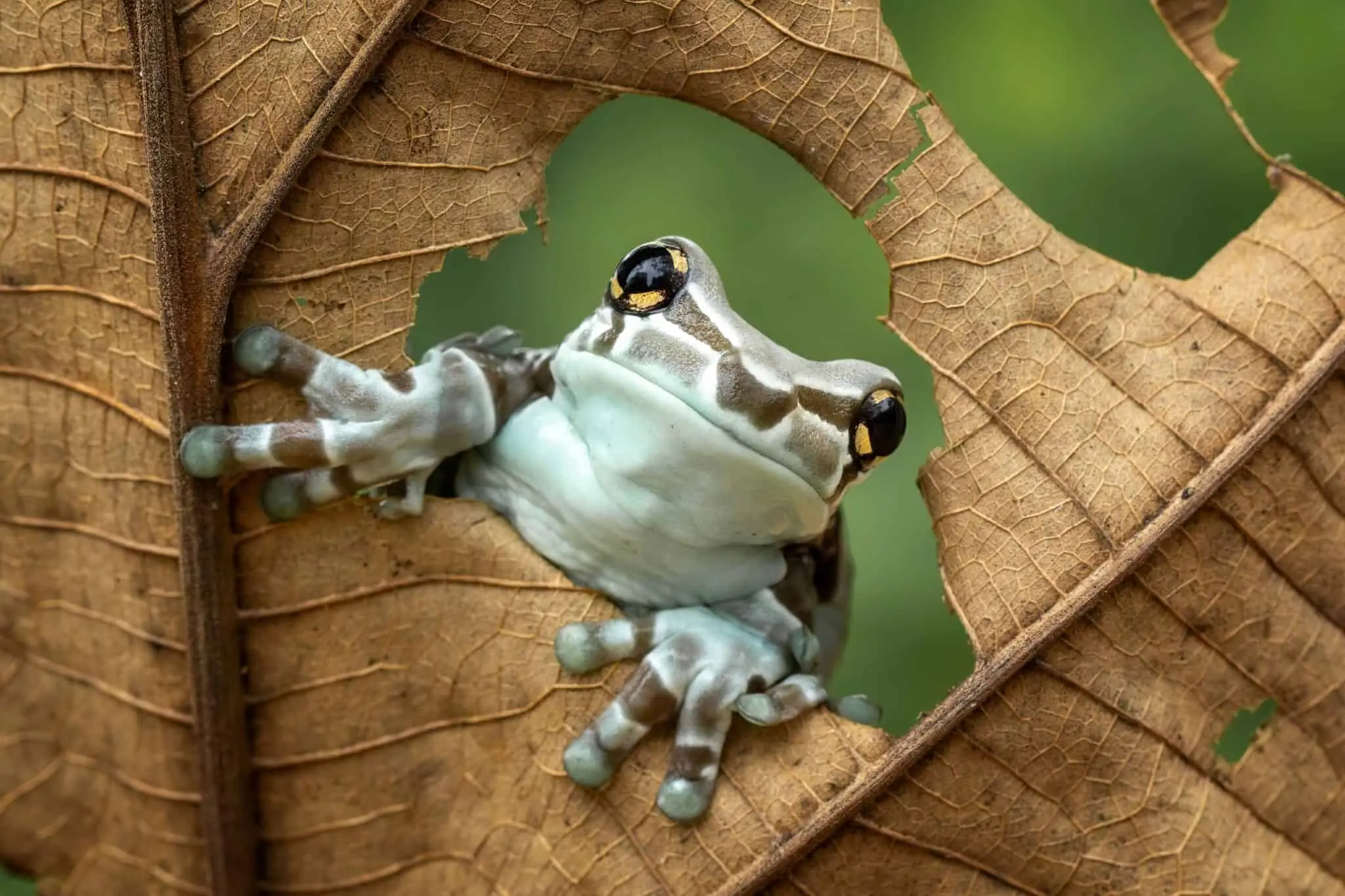 Amazon Milk Frog - Phoenix Zoo