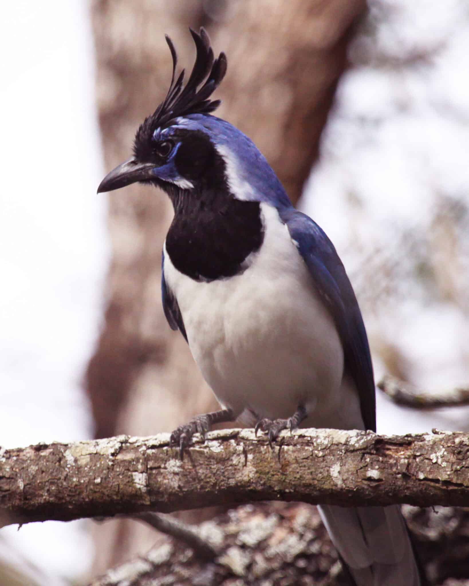 Black-throated Magpie Jay - Phoenix Zoo