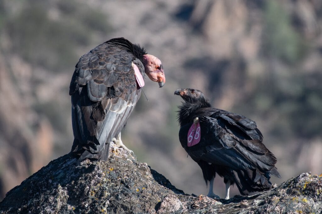 California Condor - Phoenix Zoo
