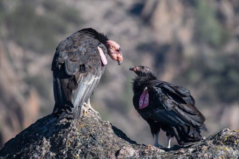California Condor - Phoenix Zoo