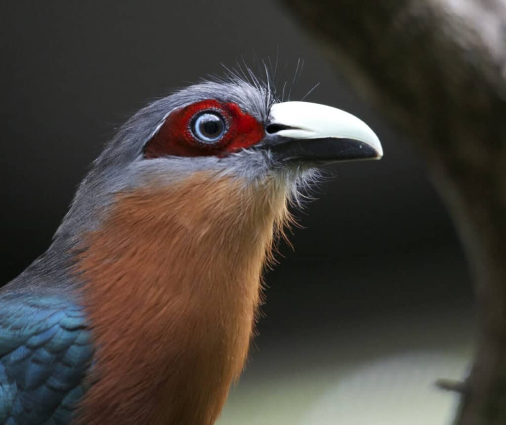Chestnut-breasted Malkhoa - Phoenix Zoo