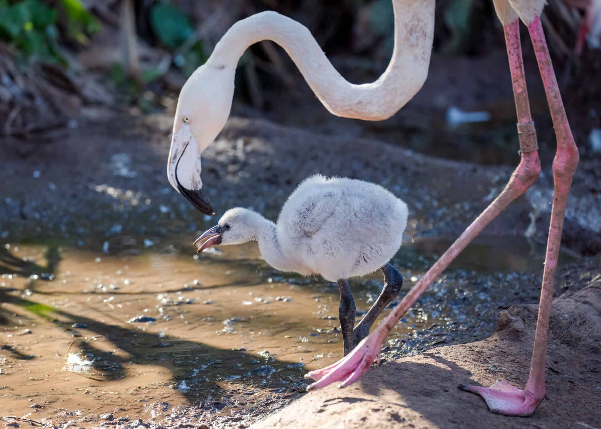 Animal Presentations & Zoo Keeper Talks | Phoenix Zoo