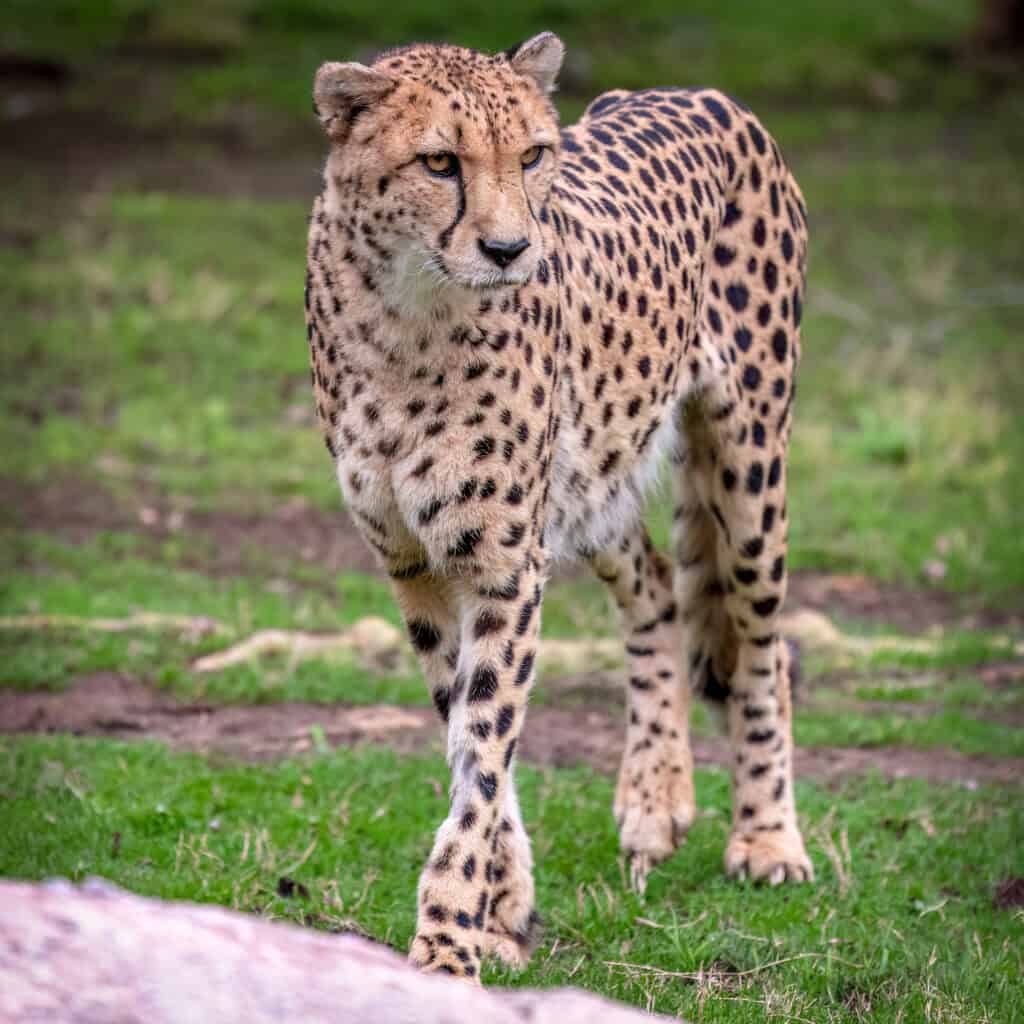 Animal Tours - Phoenix Zoo