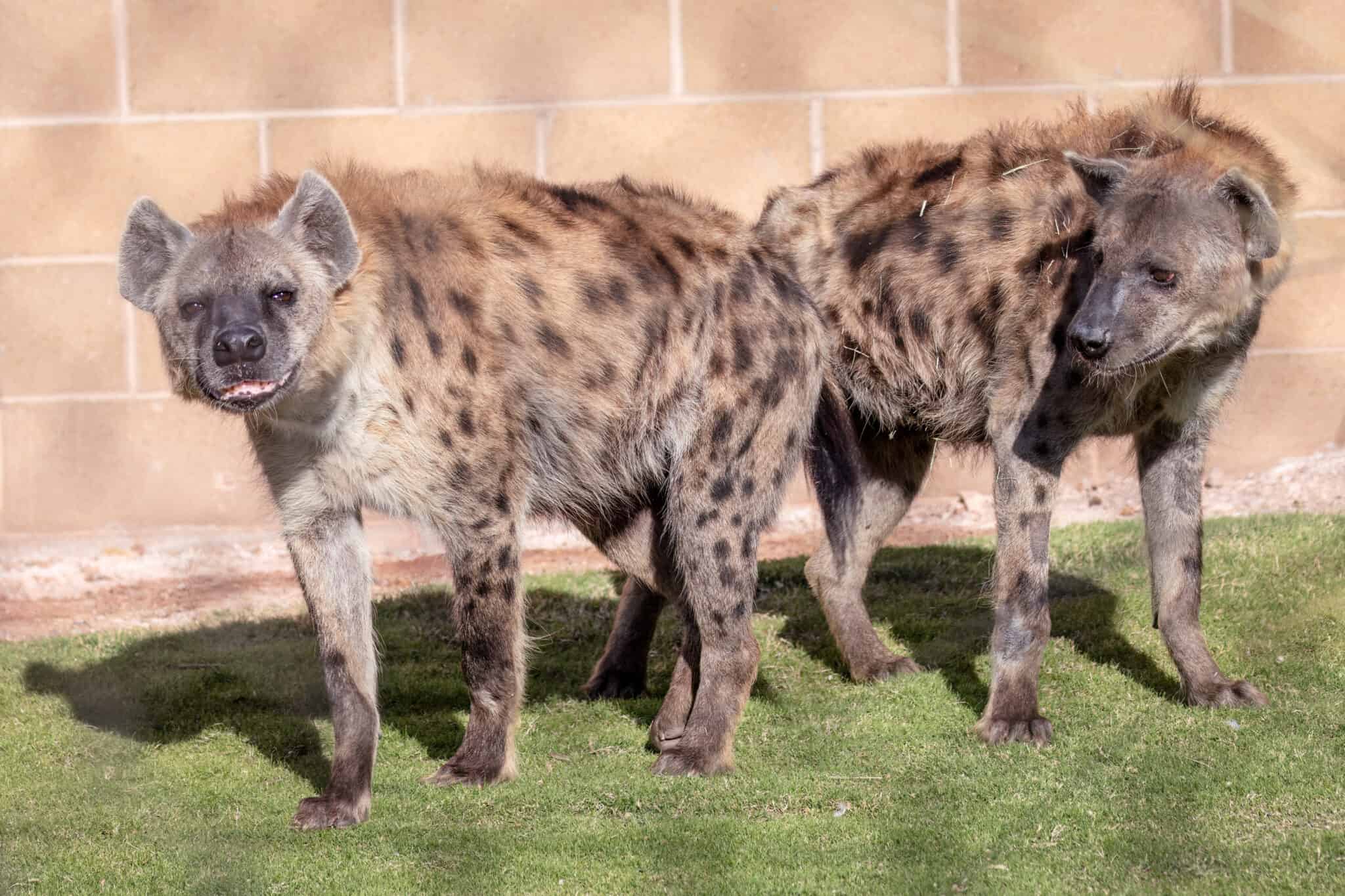 Spotted Hyena - Phoenix Zoo