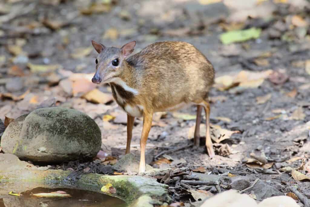 Greater Malayan Chevrotain - Phoenix Zoo