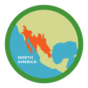 Merriam's Kangaroo Rat - Phoenix Zoo