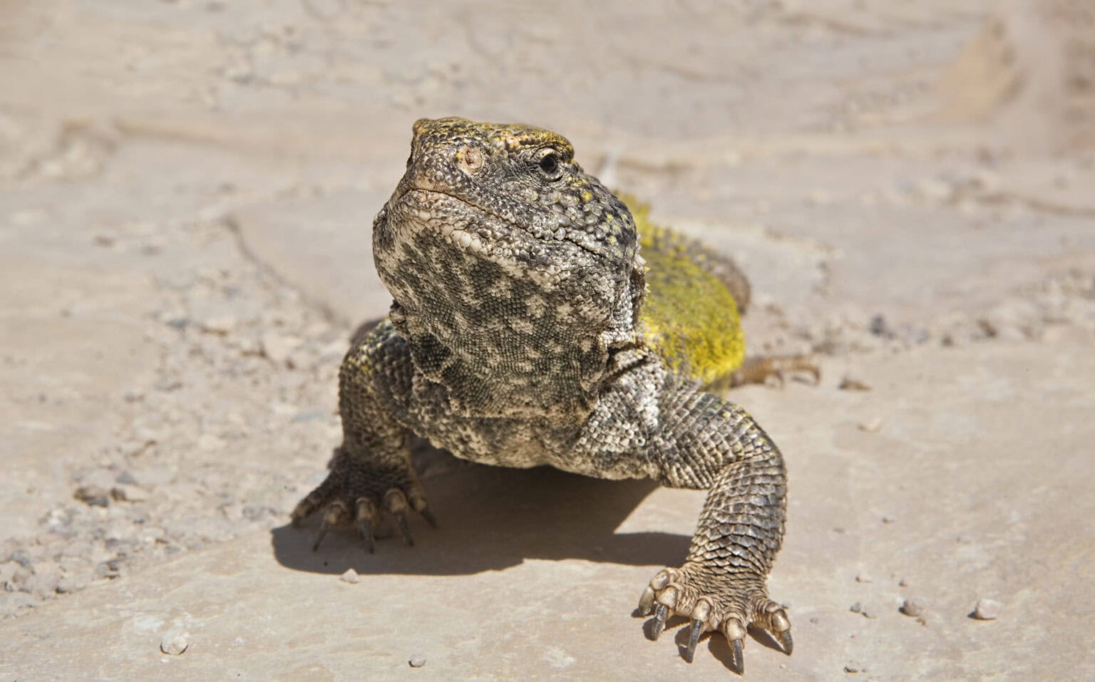 Saharan Spiny-tailed Lizard - Phoenix Zoo