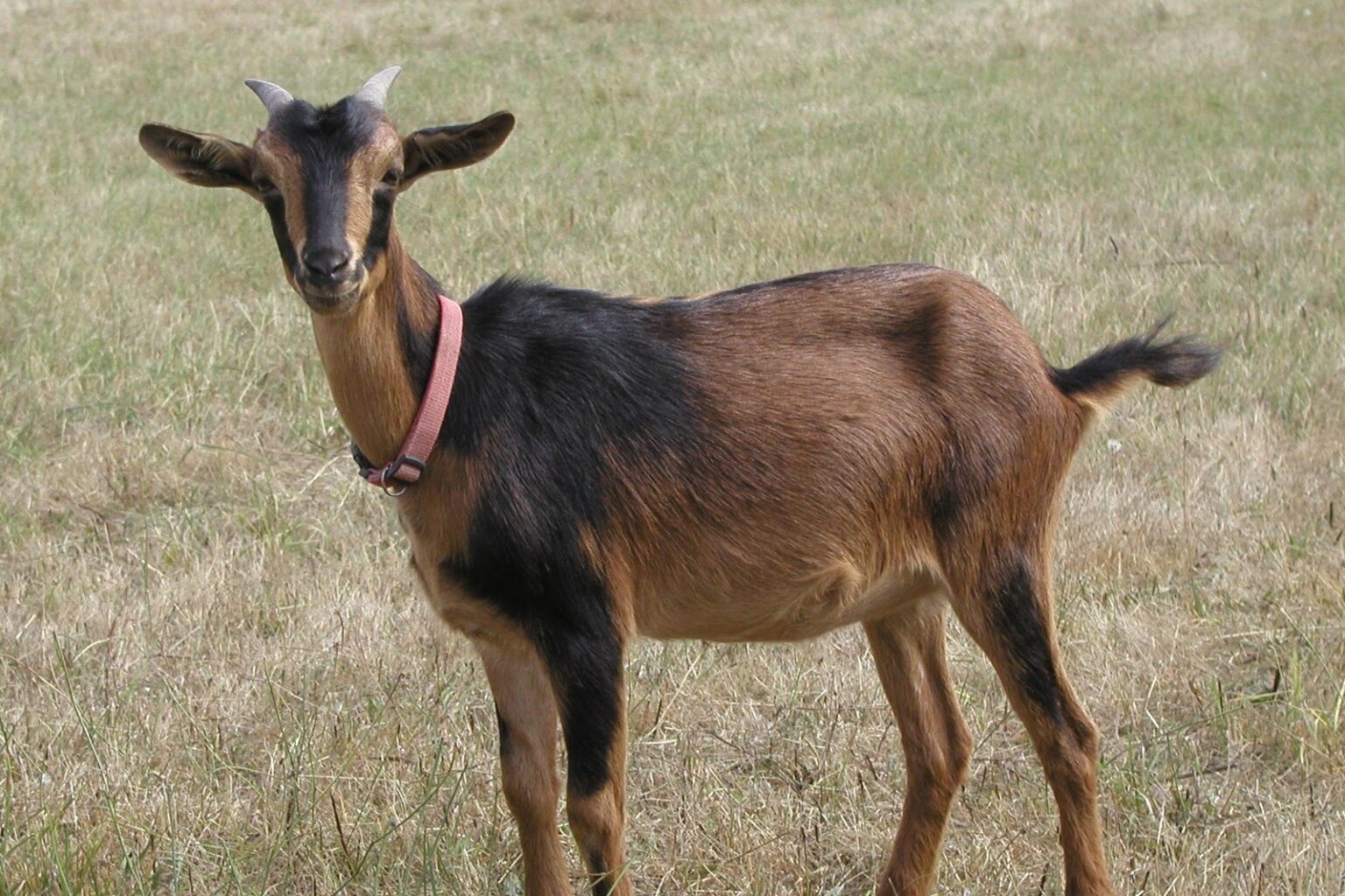 San Clemente Island Goat - Phoenix Zoo
