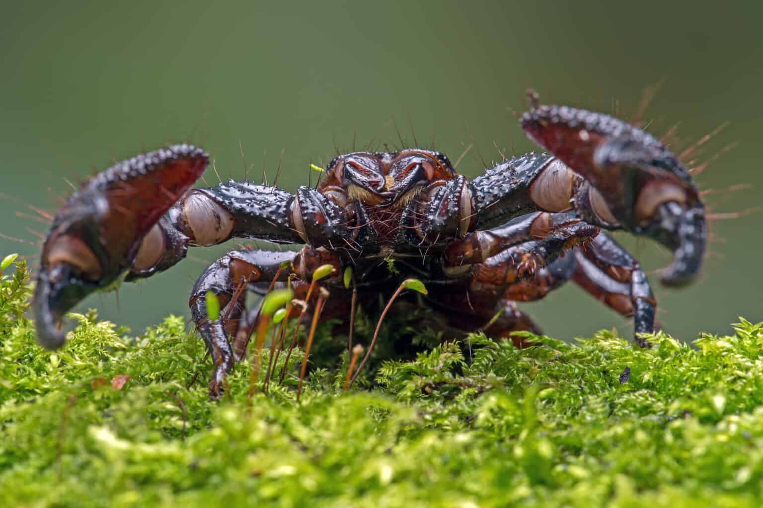Scorpions - Phoenix Zoo