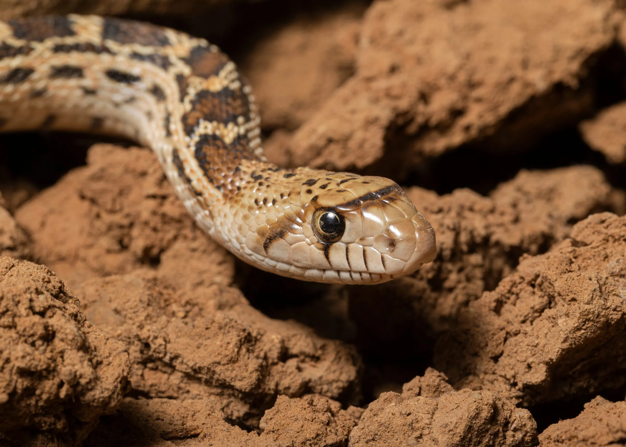 Gopher Snake Gopher Snake Care Sheet – The Bio Dude