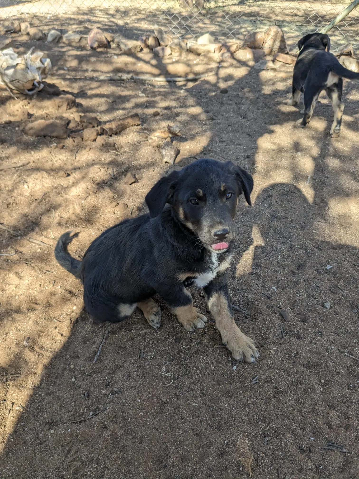 Cheetah Conservation Fund - Phoenix Zoo