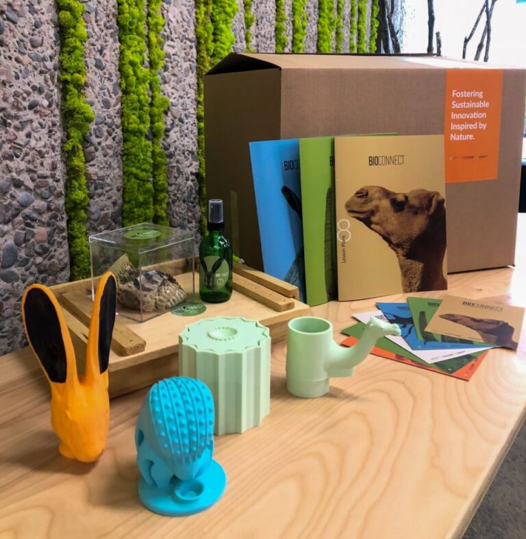 Curriculum for the Classroom: Creative Zoo Projects | Phoenix Zoo