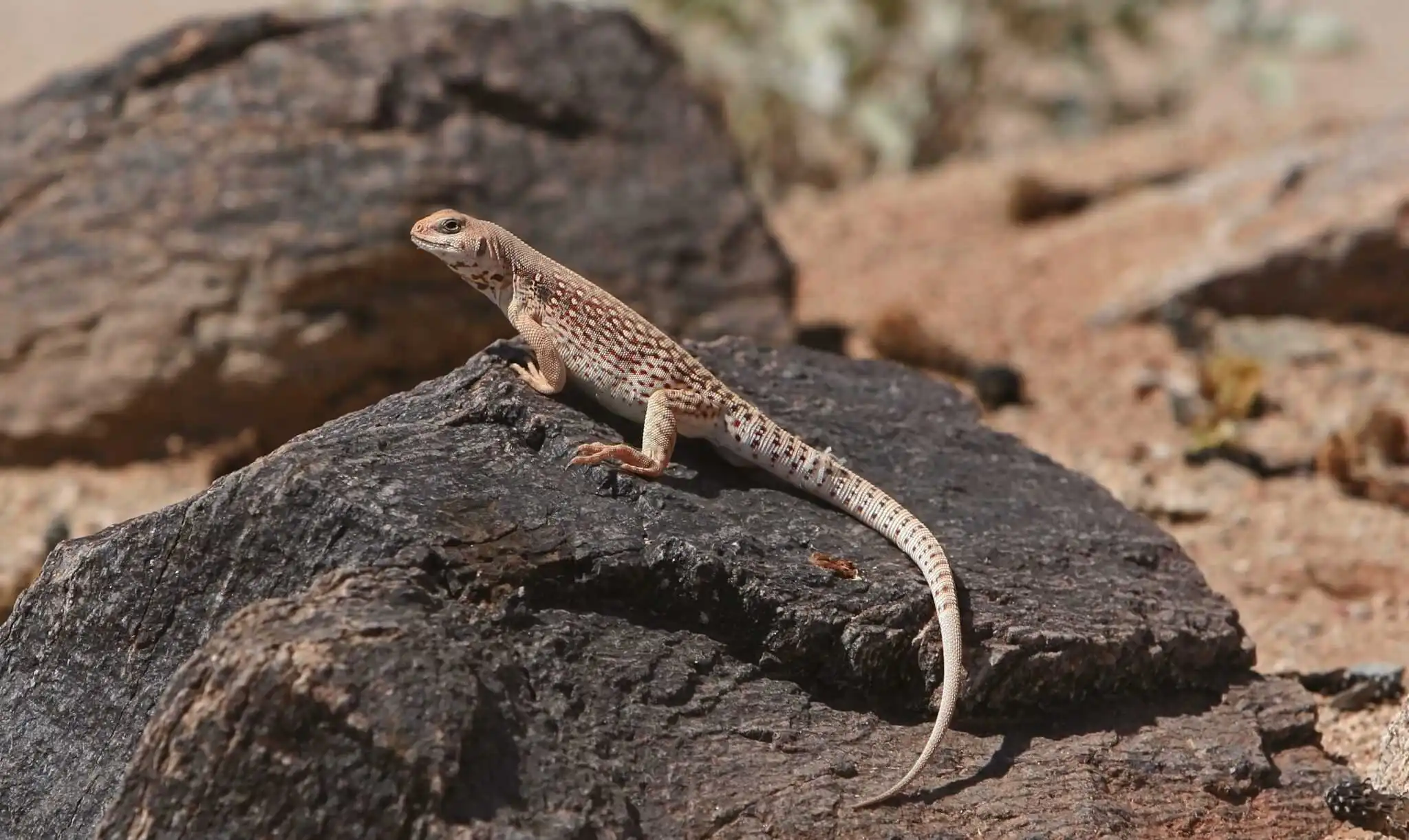 Desert Iguana - Phoenix Zoo