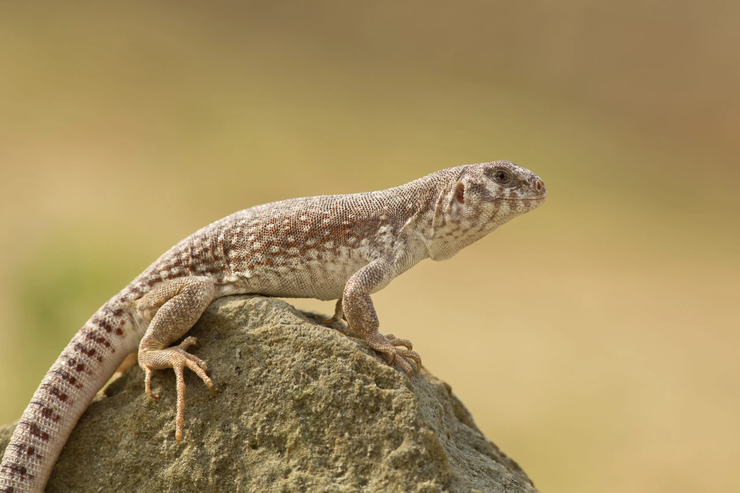 Desert Iguana - Phoenix Zoo