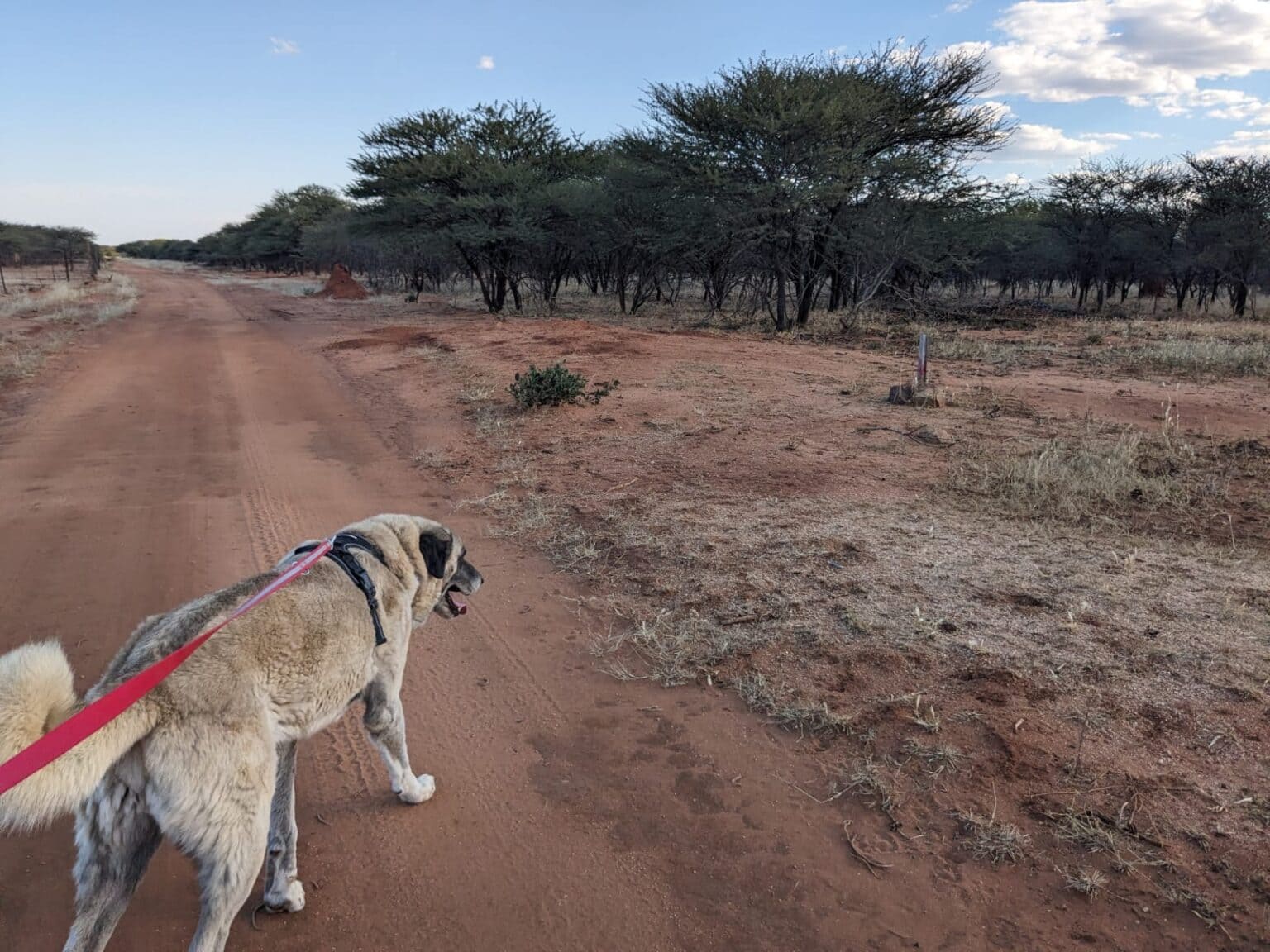 Cheetah Conservation Fund - Phoenix Zoo