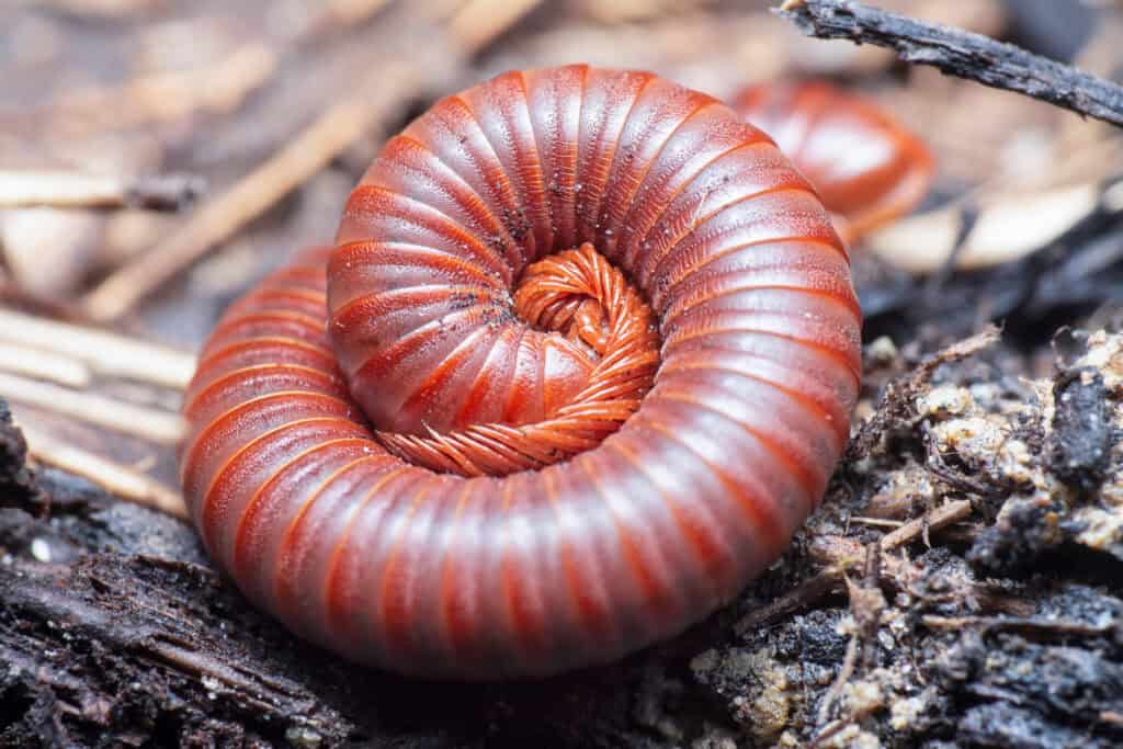 Millipedes - Phoenix Zoo