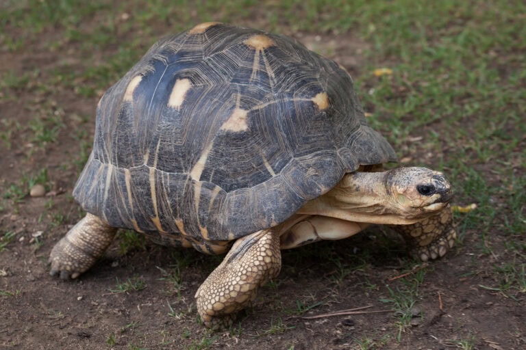Radiated Tortoise - Phoenix Zoo