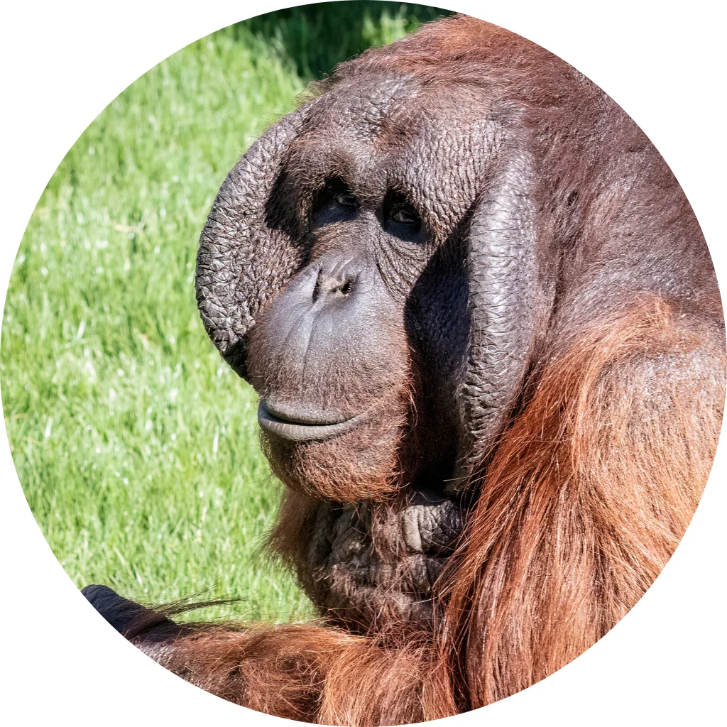 Trail Map | Phoenix Zoo