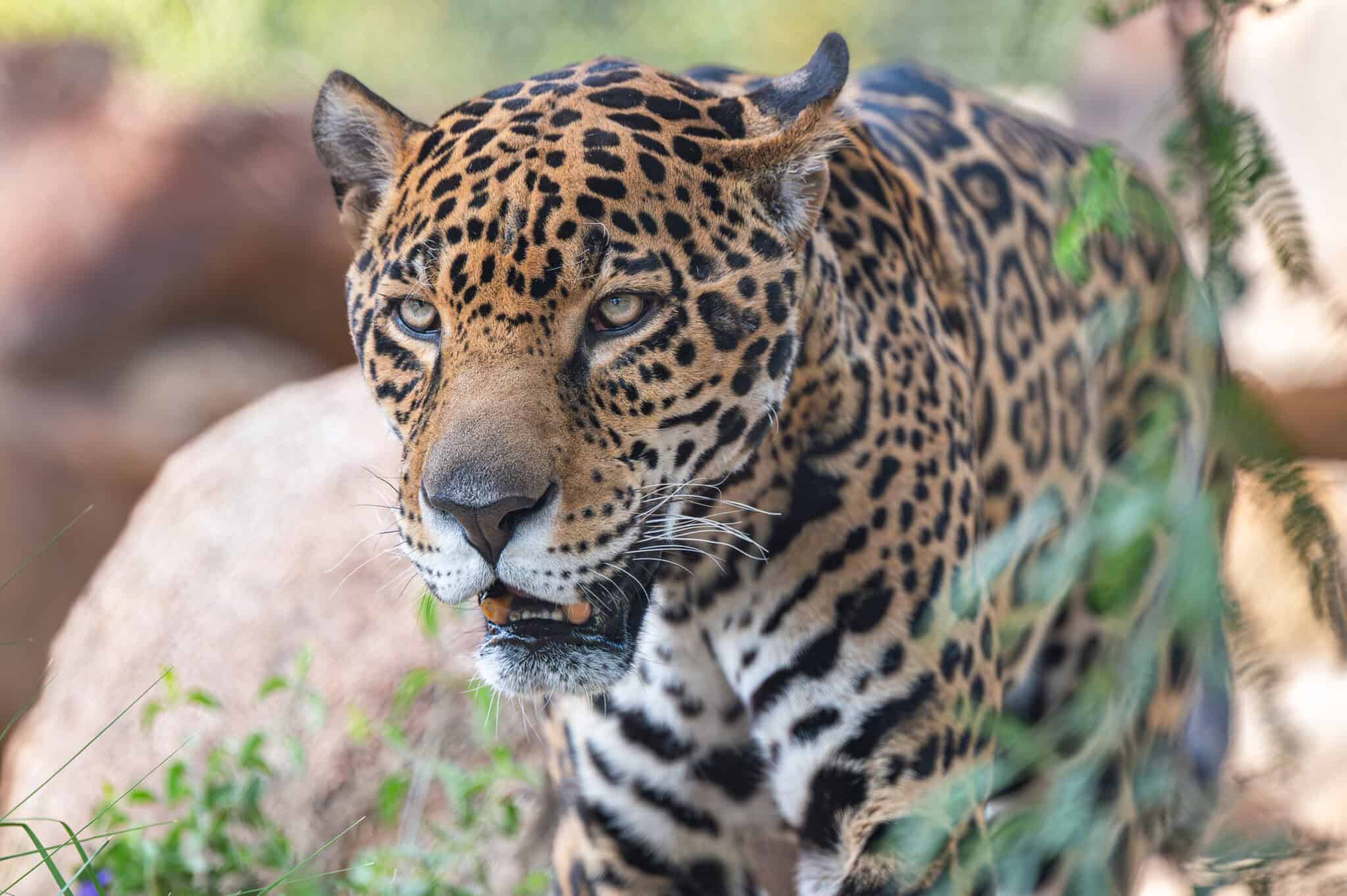 Amur Leopard - Phoenix Zoo