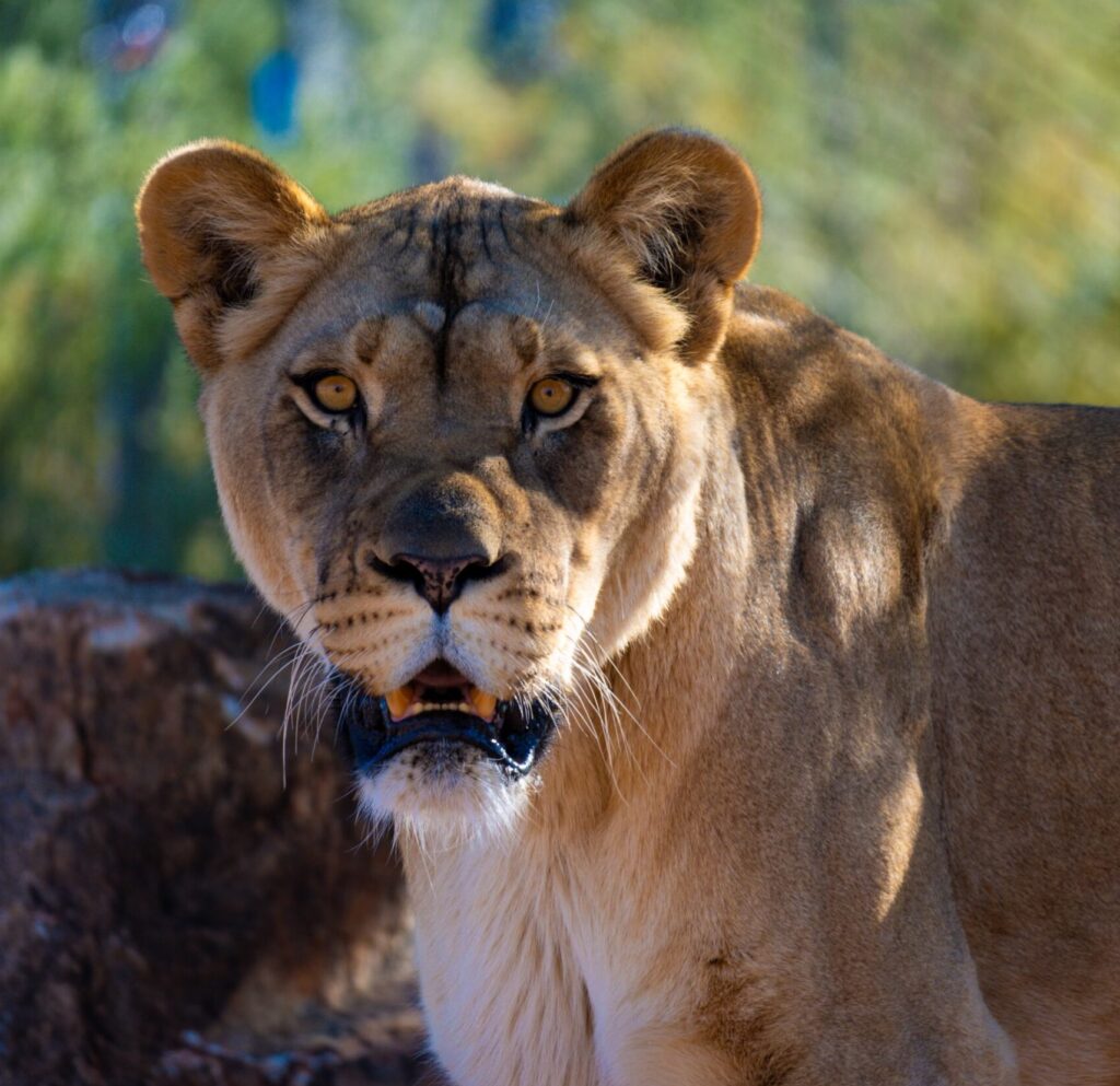 Animals in Focus Photography Class - Phoenix Zoo